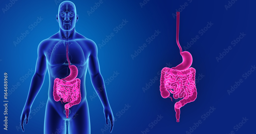 Stomach and intestine zoom with organs anterior view Stock Illustration ...