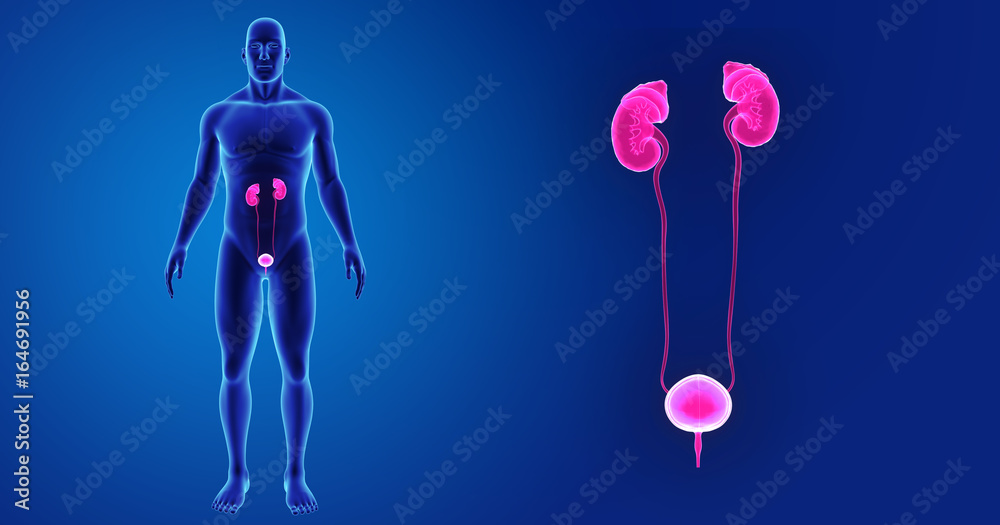 Urinary system zoom with body anterior view Stock Photo | Adobe Stock