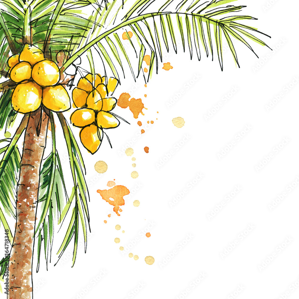 Coconut Tree Drawing