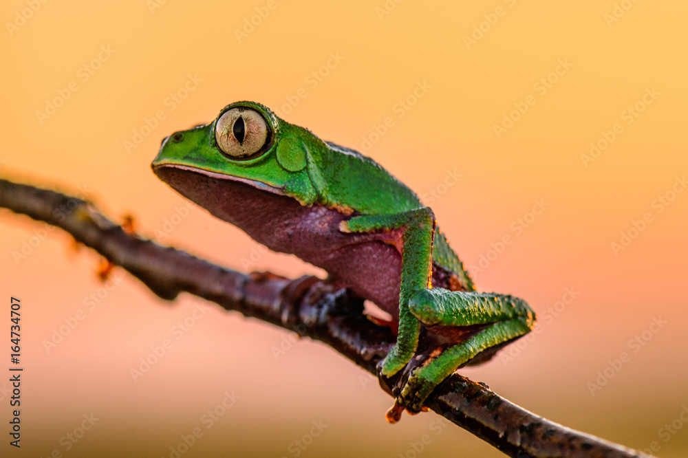 Frog Phyllomedusa bicolor, also known as blue-and-yellow frog ...