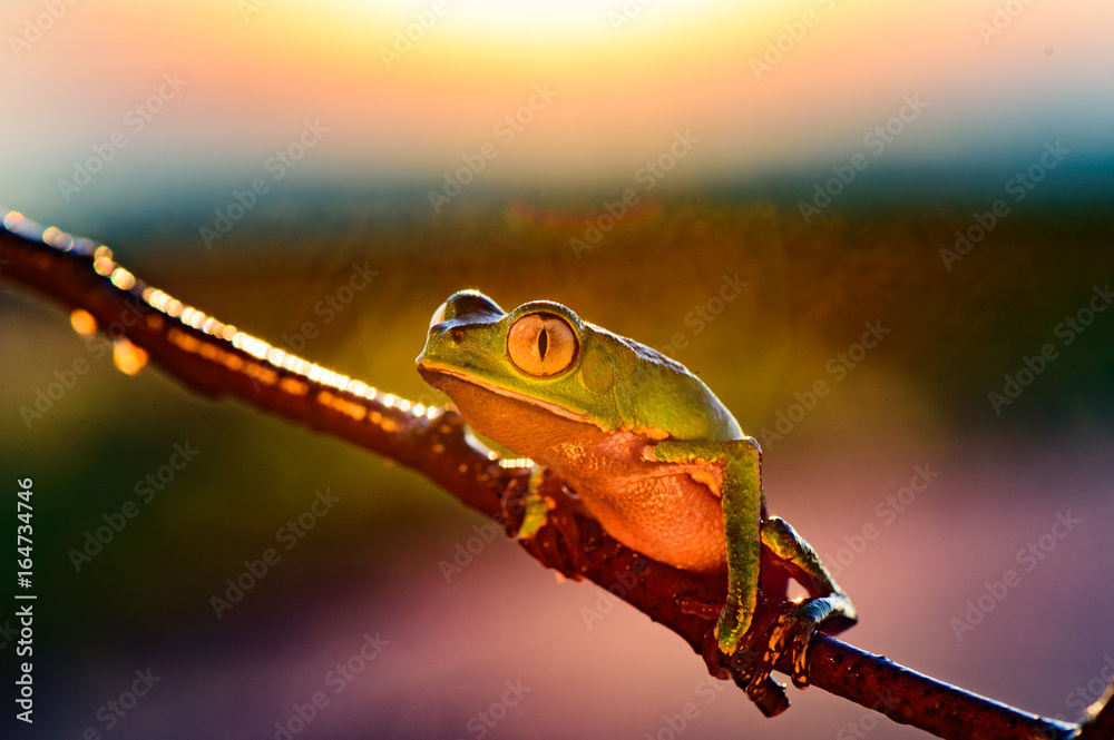 Frog Phyllomedusa bicolor, also known as blue-and-yellow frog ...