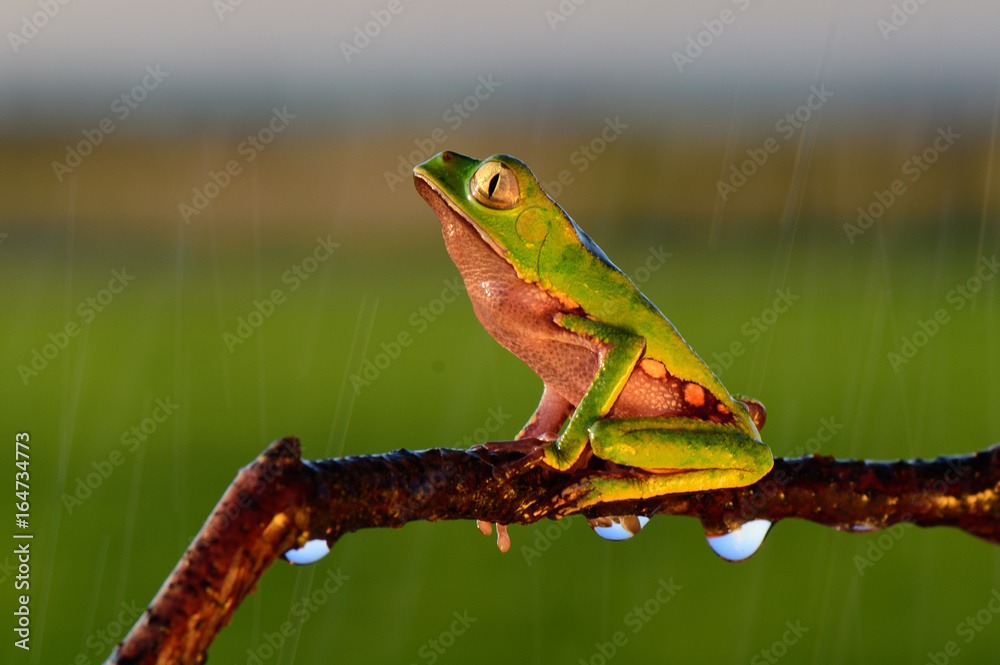 Frog Phyllomedusa bicolor, also known as blue-and-yellow frog ...