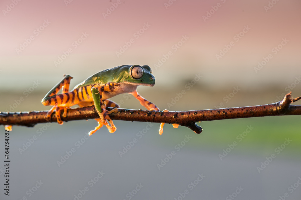 Frog Phyllomedusa bicolor, also known as blue-and-yellow frog ...