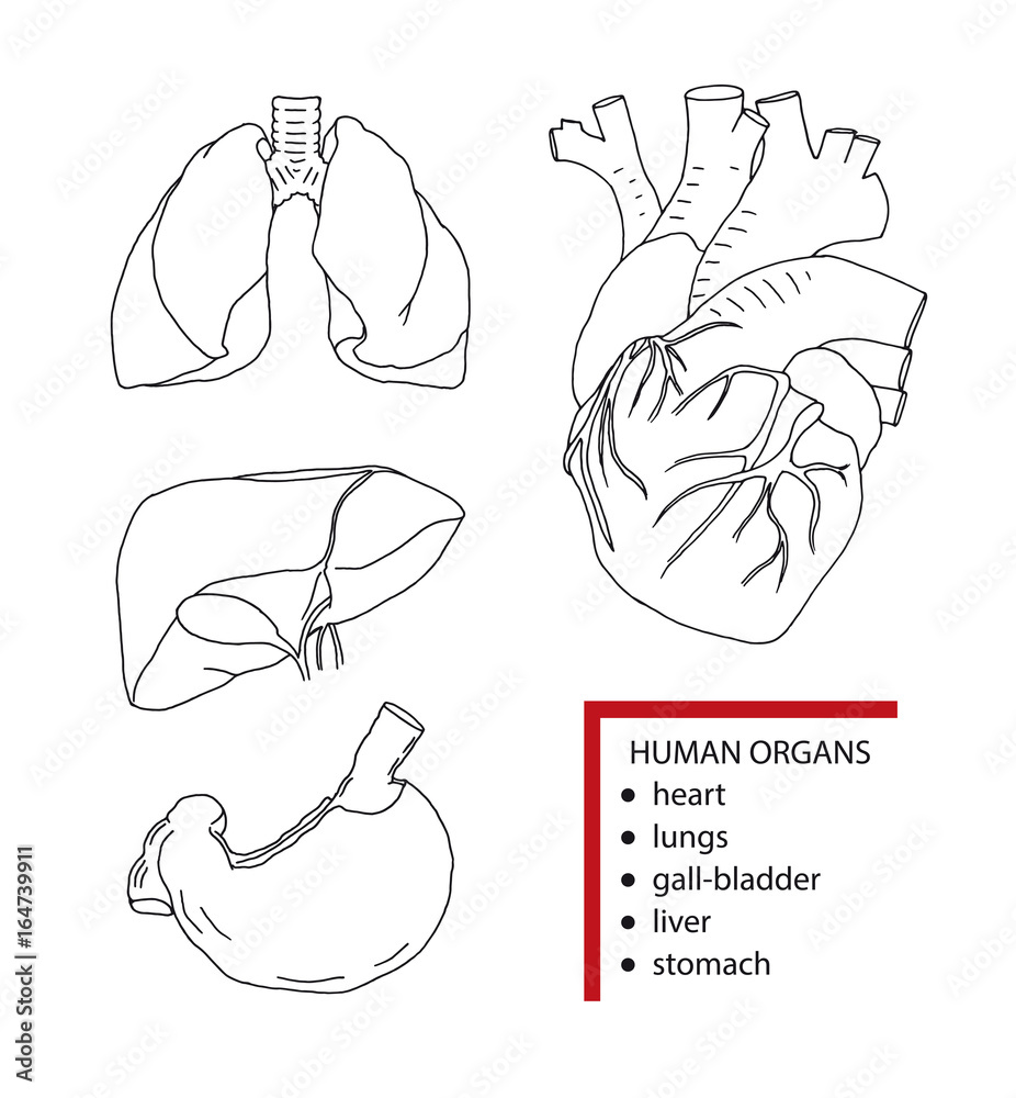 Human organs, vector illustration Stock Vector | Adobe Stock