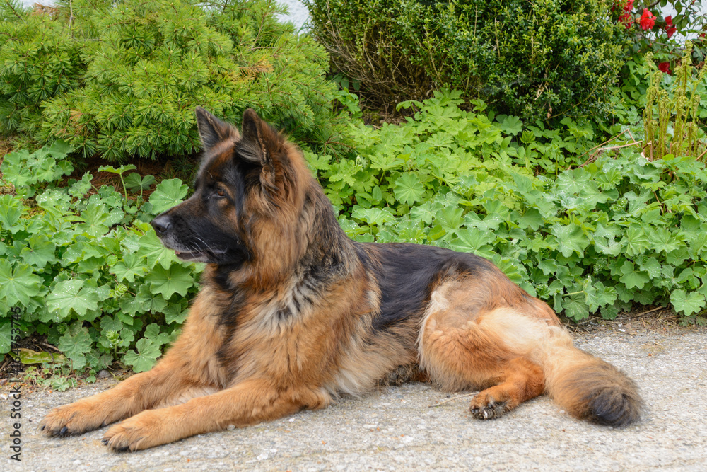 Schäferhund liegt aufmerksam Stock-Foto | Adobe Stock