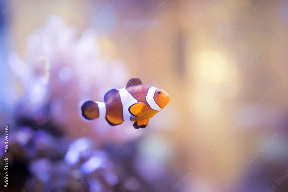 Finding Nemo, Amphiprion Ocellaris Clownfish In Marine Aquarium Stock ...