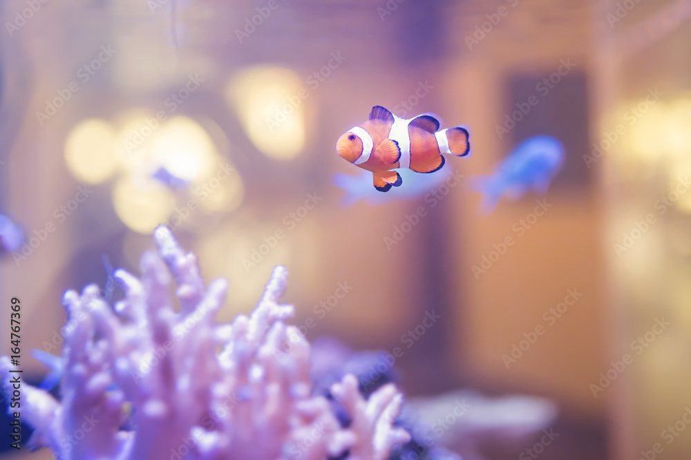 Finding Nemo, Amphiprion Ocellaris Clownfish In Marine Aquarium Stock ...