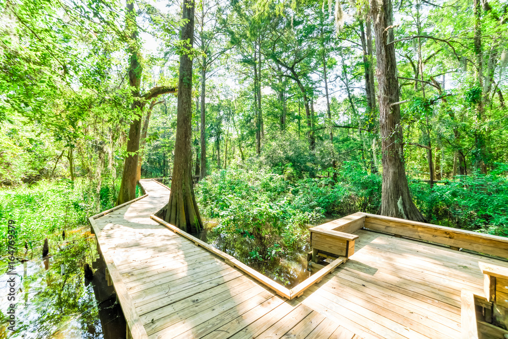Beautiful view of nature trail boardwalk with bald cypress trees growing at Jesse H. Jones Park ...