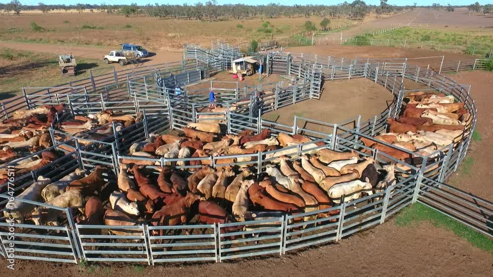 Outback Cattle Mustering featuring herd of cows, bulls and Heffer ...