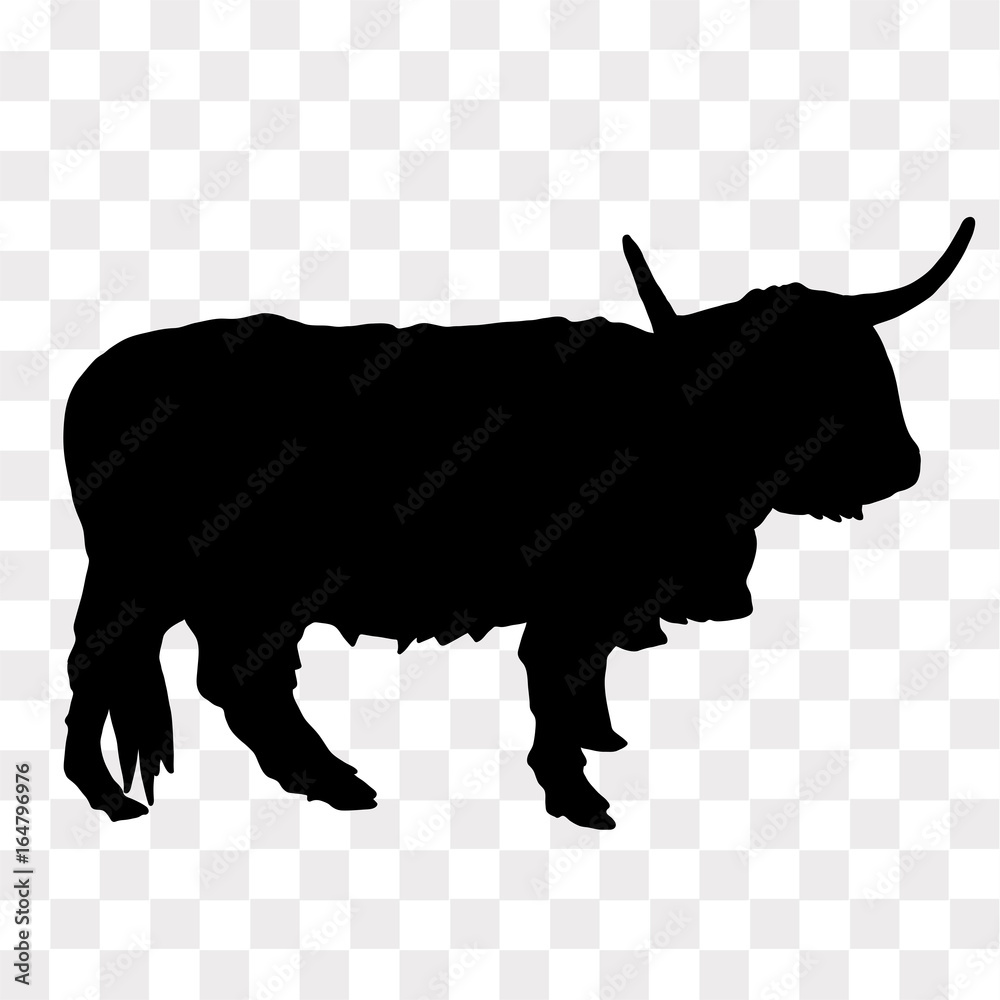 Highland cow silhouette seen from the side on a transparent background ...