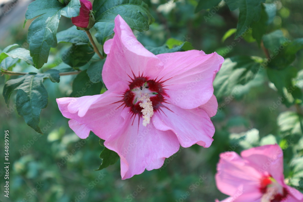 Syrian ketmia pink with deep red center rose of Sharon 'Hamabo' flowers ...
