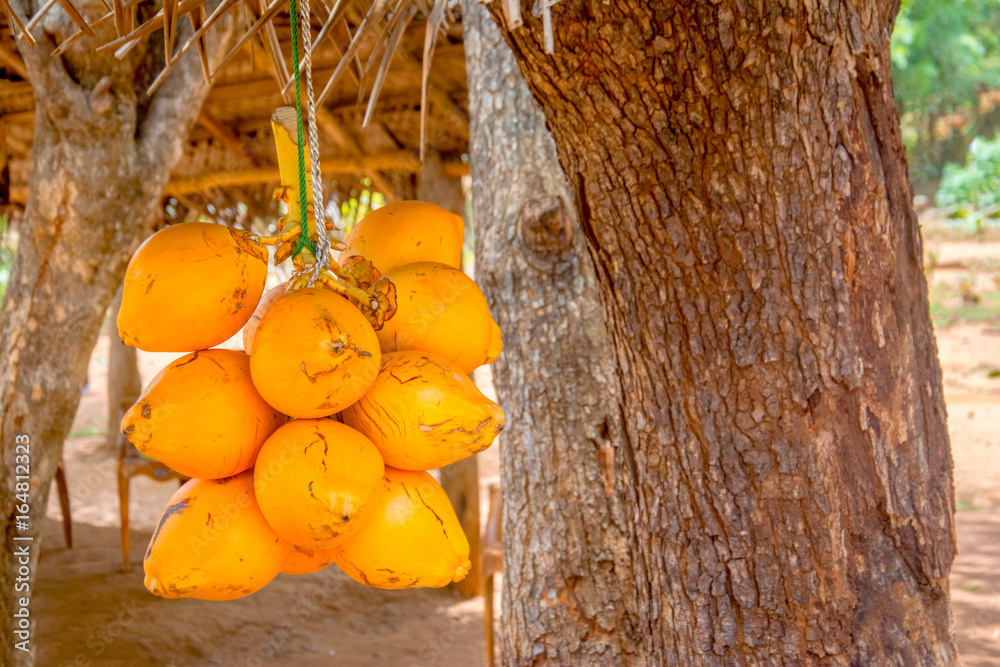 King Coconuts Are Displayed For Sell On Small Roadside Stall In ...