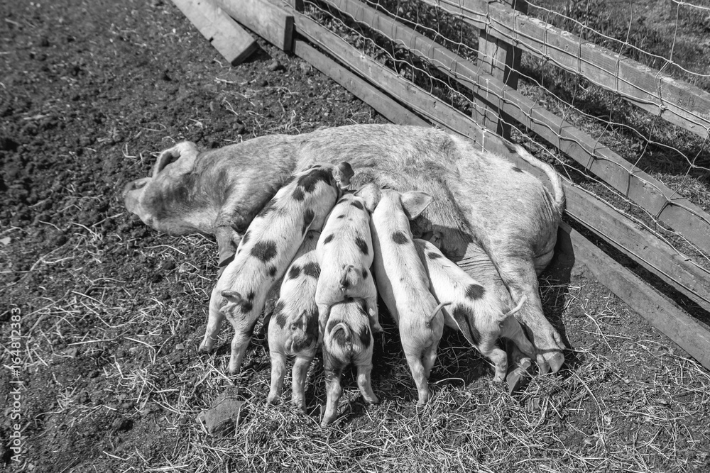 Piglets feeding from their mother pig Stock Photo | Adobe Stock