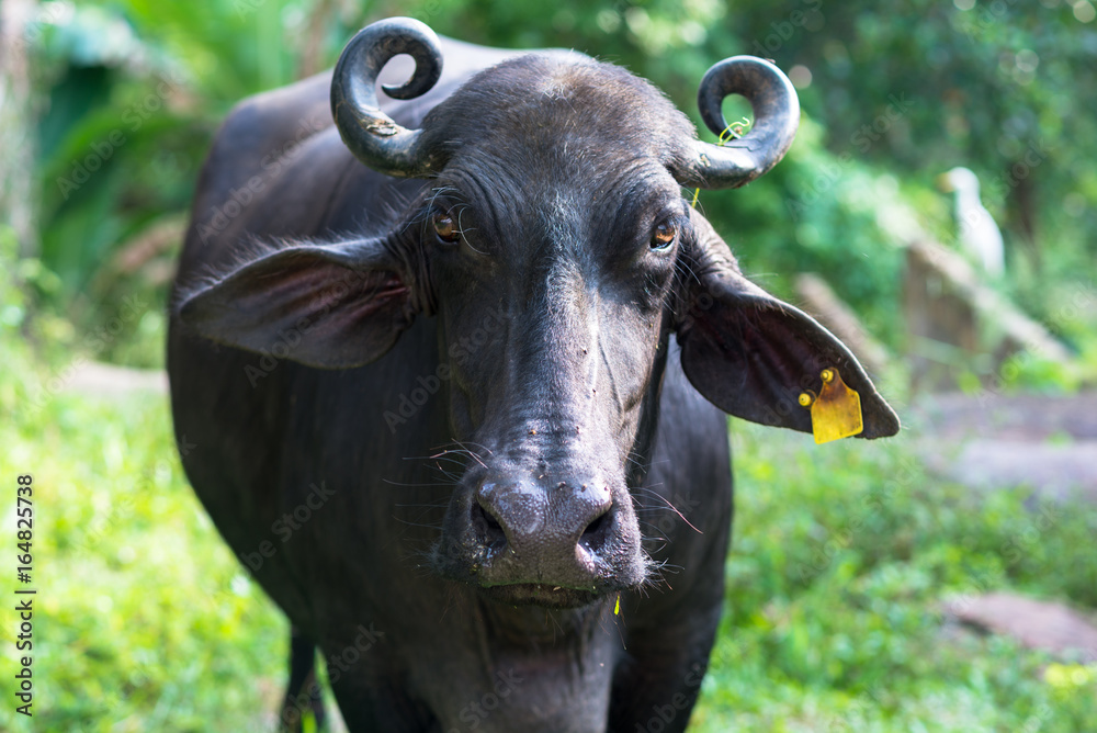 Domestic Asian water buffalo outside from Unawatuna, a small coastal ...