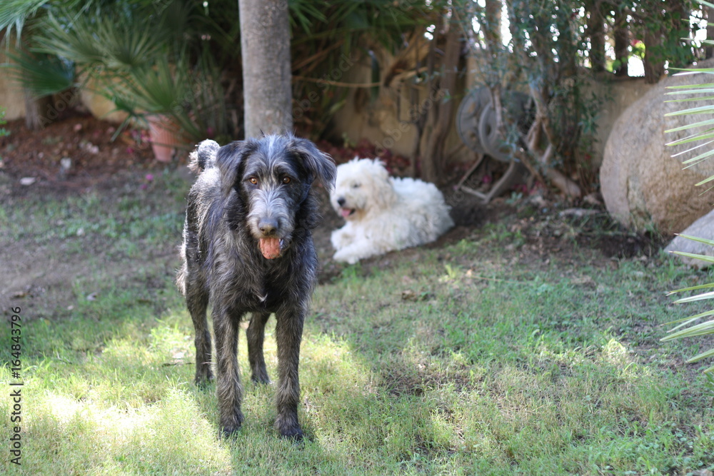 Are Sardinian Shepherd Dog Aggressive