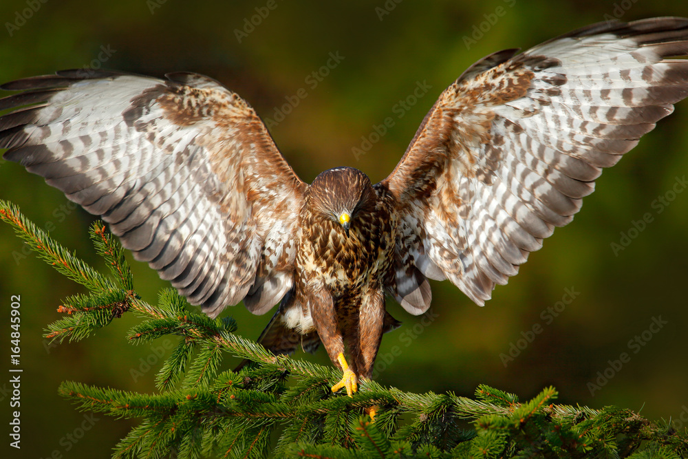 Buzzard in fly.Bird of prey Common Buzzard, Buteo buteo, sitting on ...