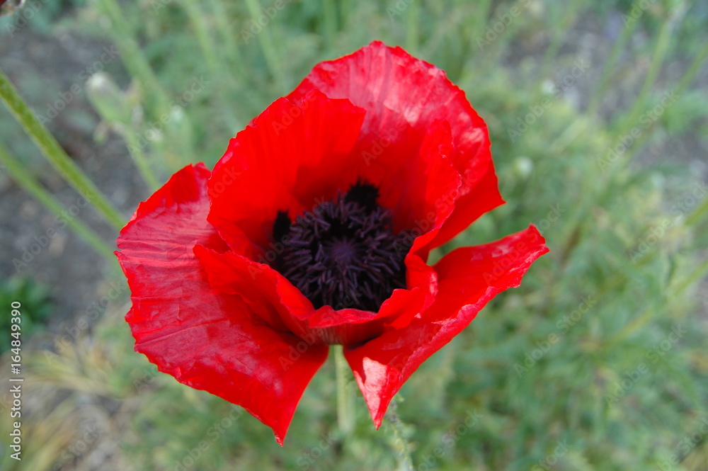 Papaver Bracteatum