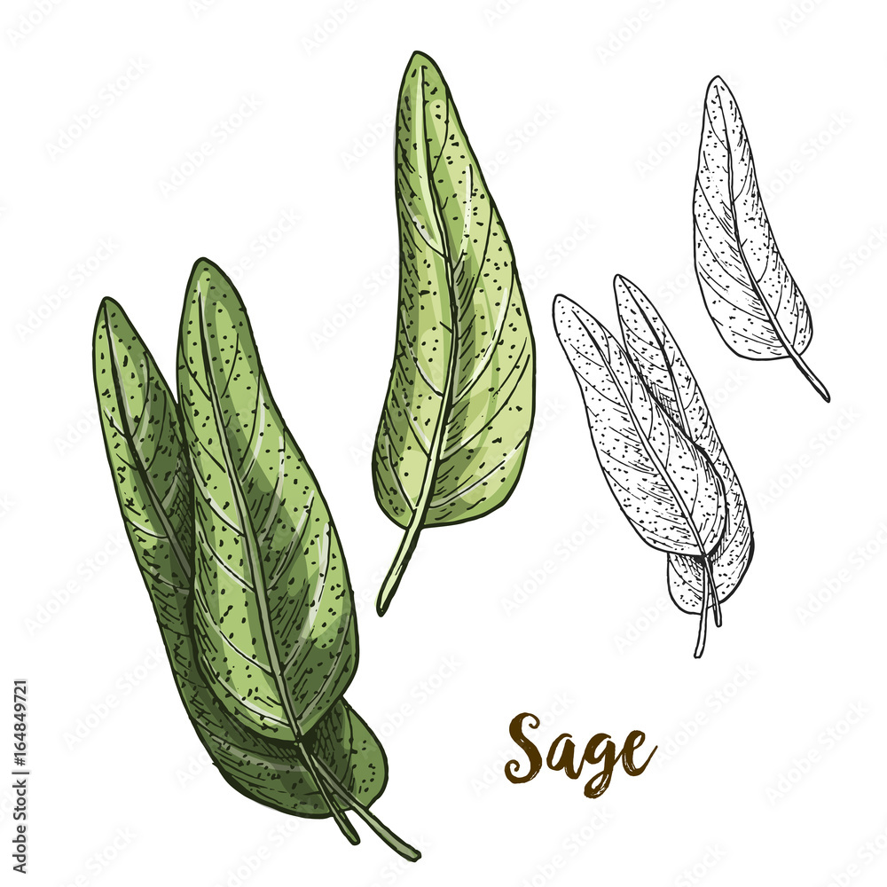 Full color realistic sketch illustration of sage Stock Vector | Adobe Stock