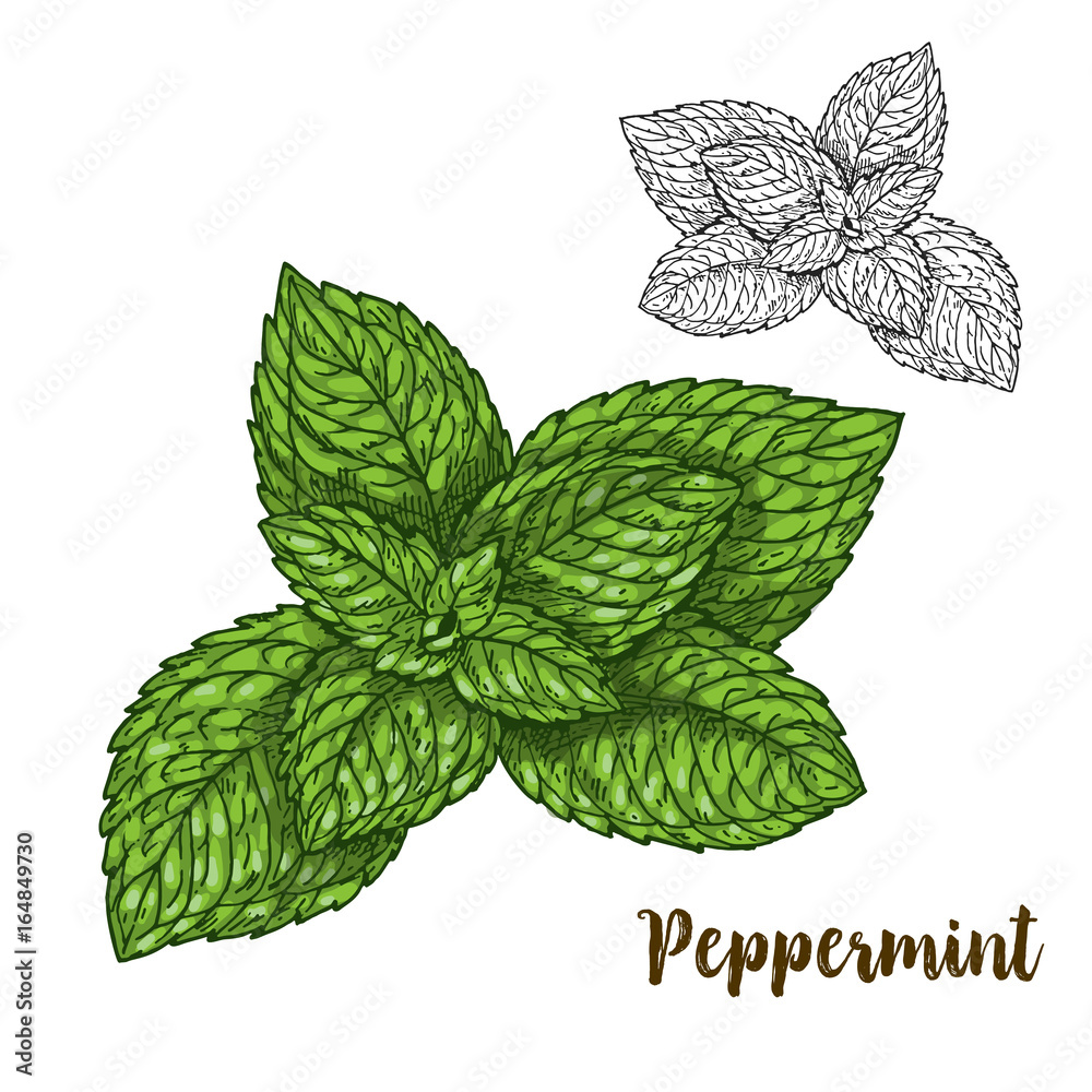 Full color realistic sketch illustration of peppermint Stock Vector ...