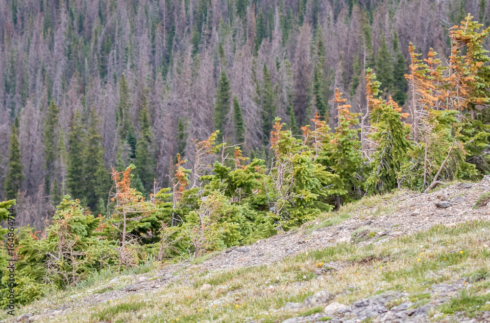 Tundra and trees at timberline in Rocky Mountain National Park ...
