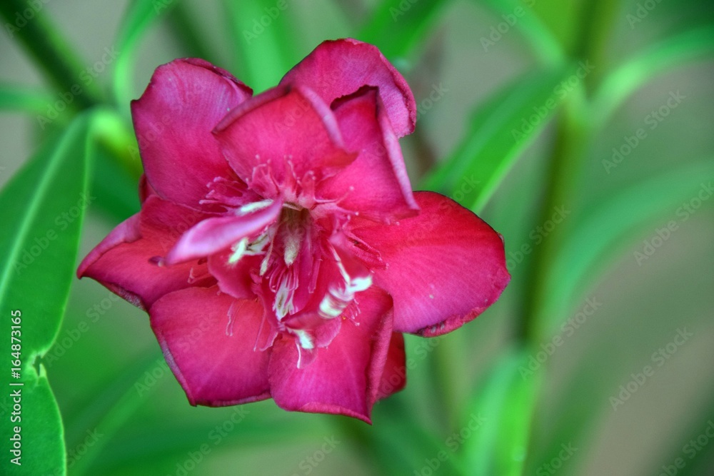 Nerium Oleander Tropengartenshop