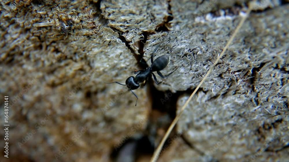 Insects. Camponotus Vagus. Big black ant on a rotten wooden log Stock ...