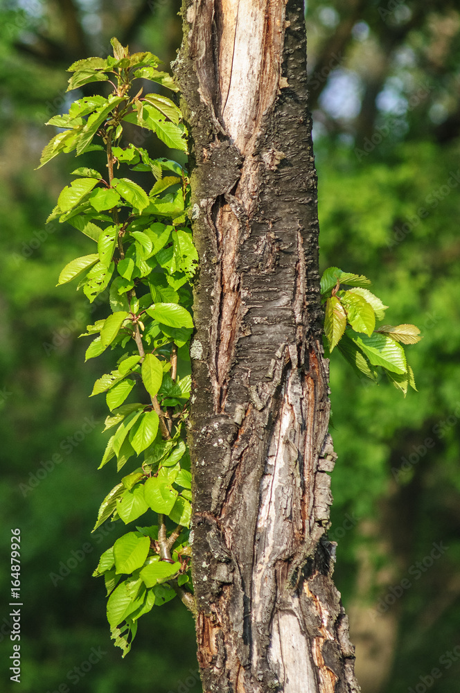 Junger Kirschbaum mit offener Rinde Stock-Foto | Adobe Stock