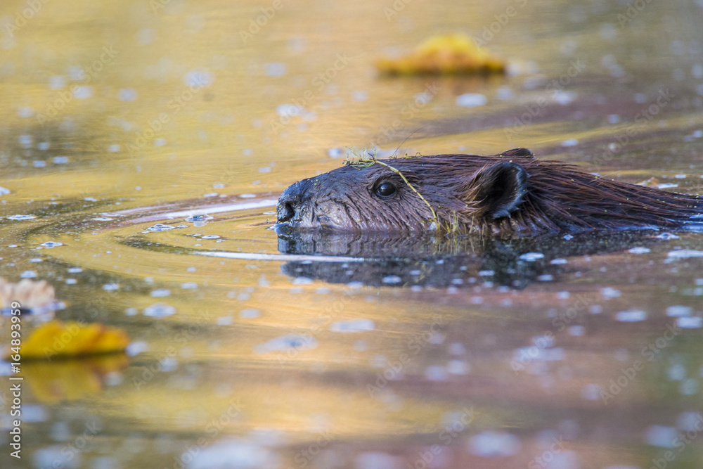 Canadian Beaver in autumn Stock Photo | Adobe Stock