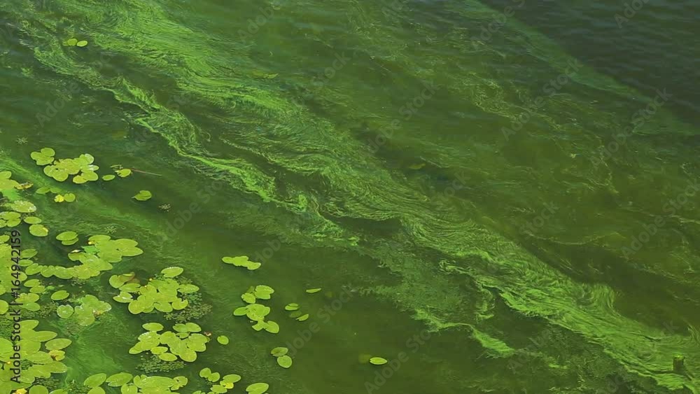 Top view of green water surface of river caused by growing algae plants ...