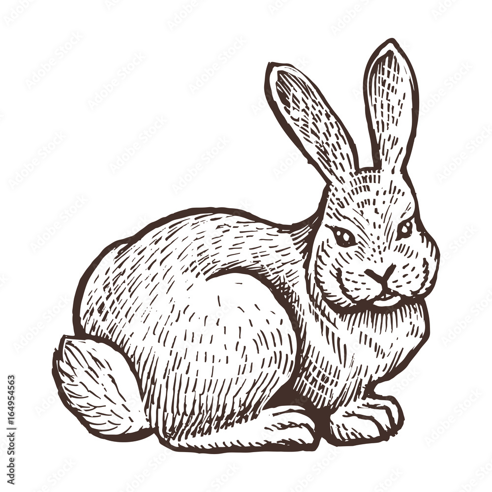 Farm rabbit animal sketch, isolated farm on the white background ...