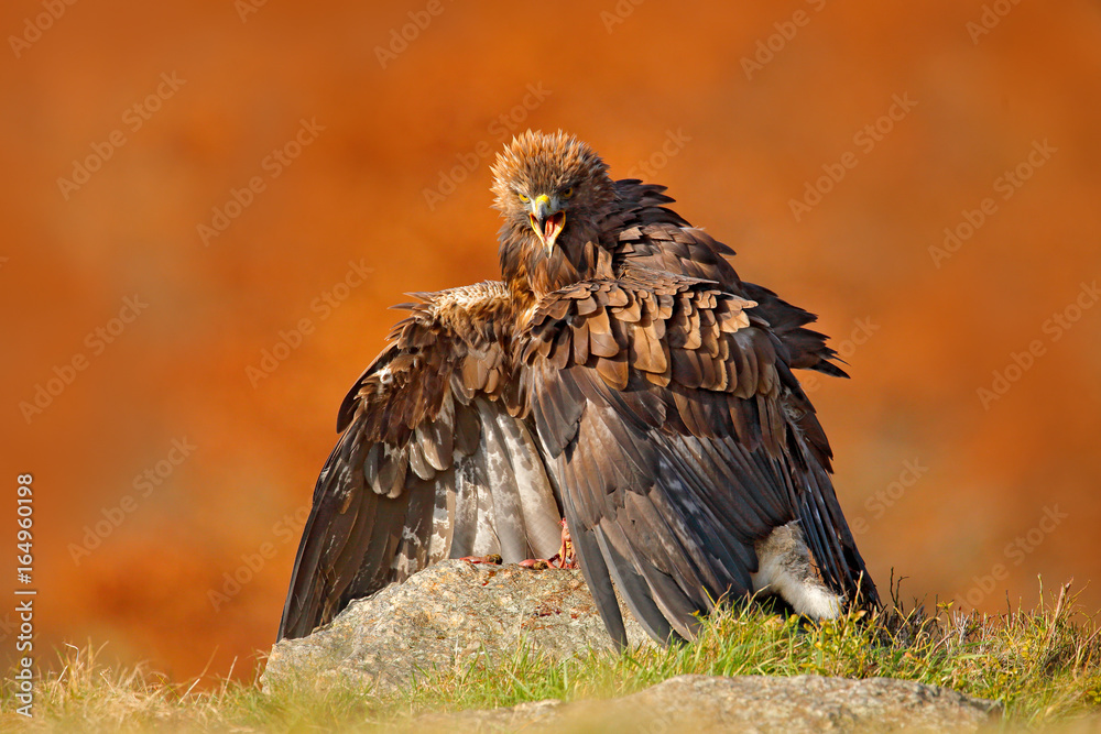 Eagle with catch fox. Golden Eagle, Aquila chrysaetos, bird of prey ...