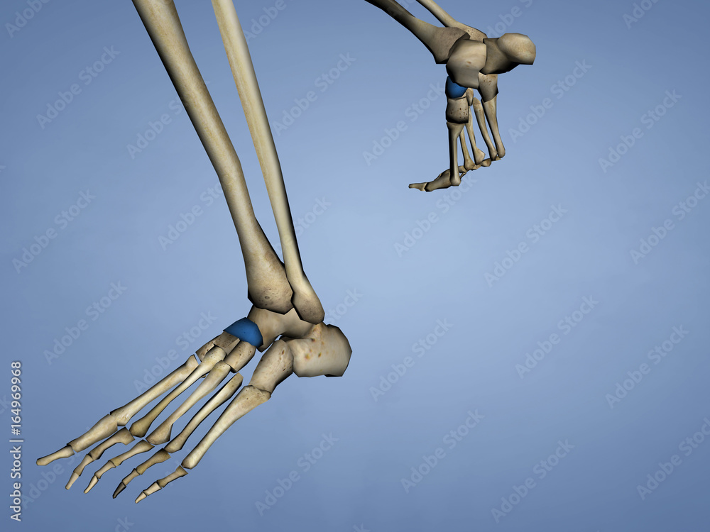 Navicular Bone, 3D Model Stock Illustration | Adobe Stock