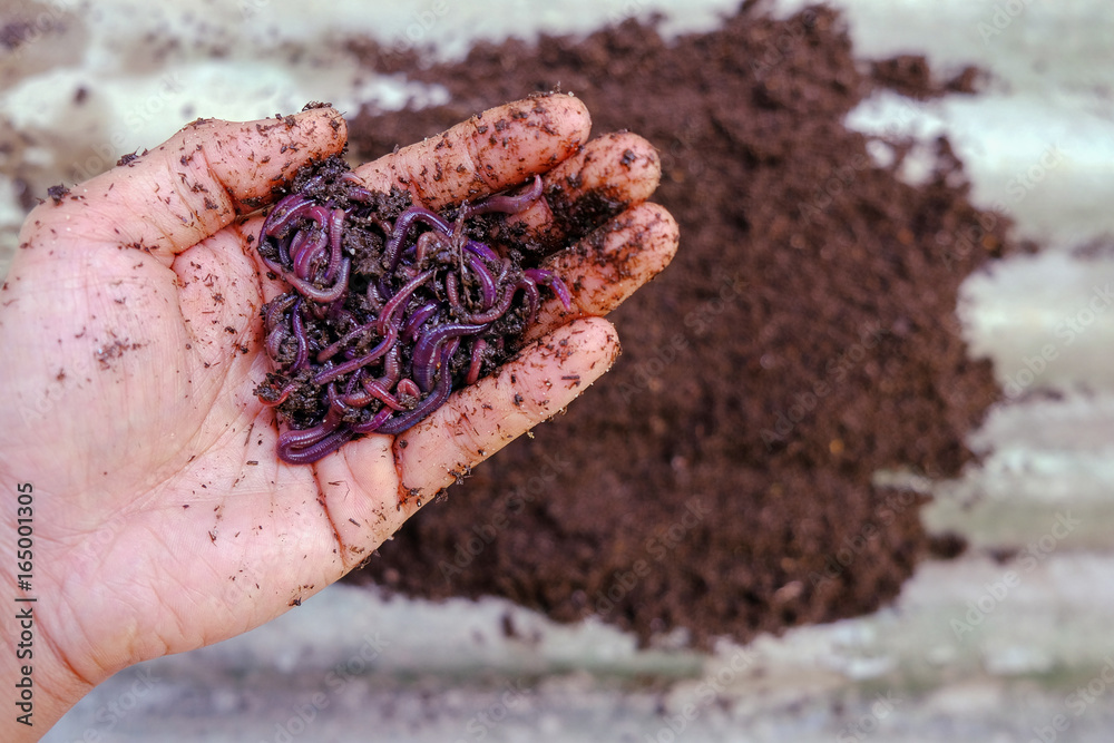 Hand Holding worms Stock Photo | Adobe Stock