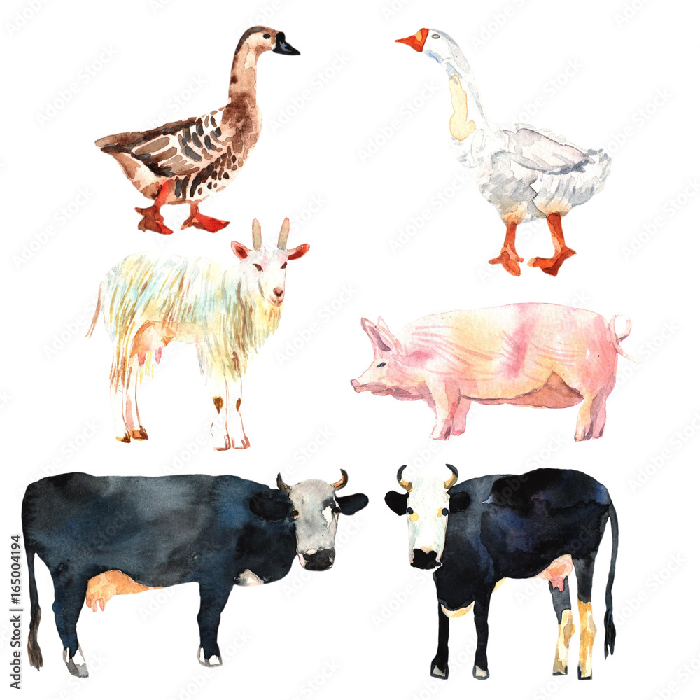 Farm animal set drawing in watercolor. Cow, duck, goat, pig. Stock ...