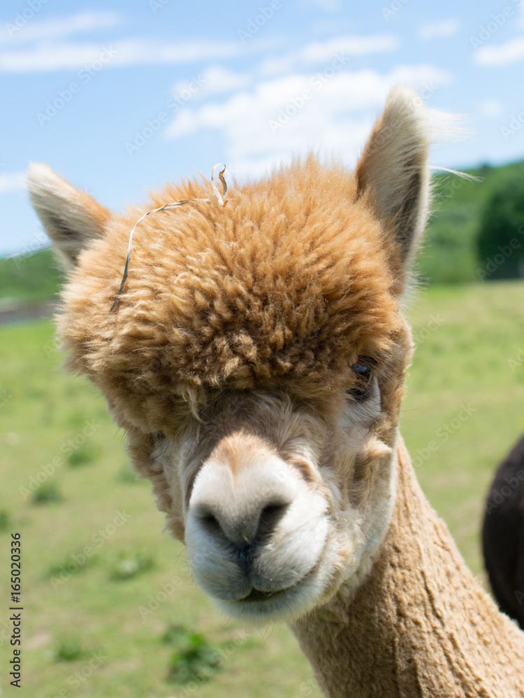 Brown Alpaca Face