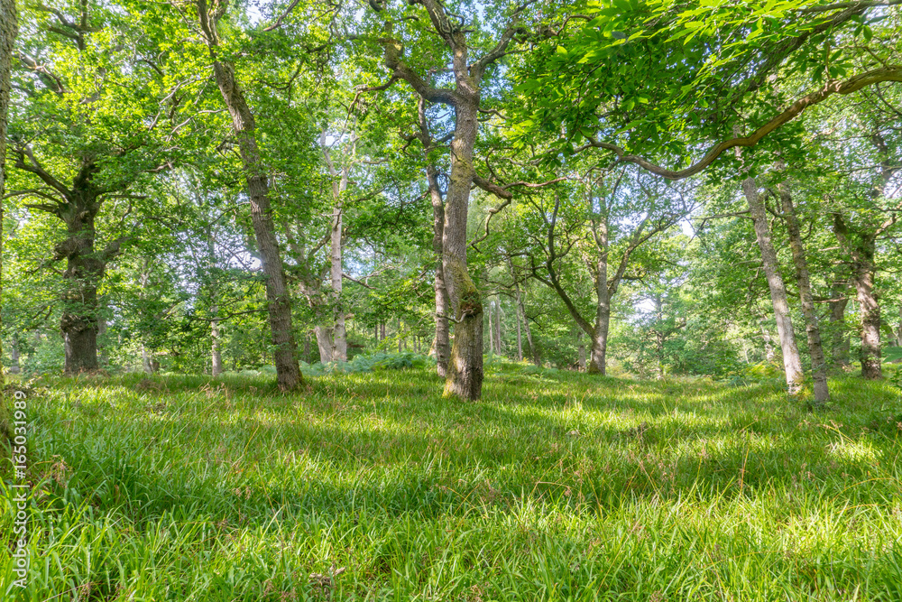 Cawdor Wood Stock Photo | Adobe Stock