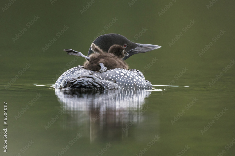 A week-old Common Loon chick stretches its legs and wings while riding ...