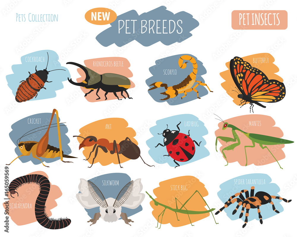 Pet insects breeds icon set flat style isolated on white. House keeping ...