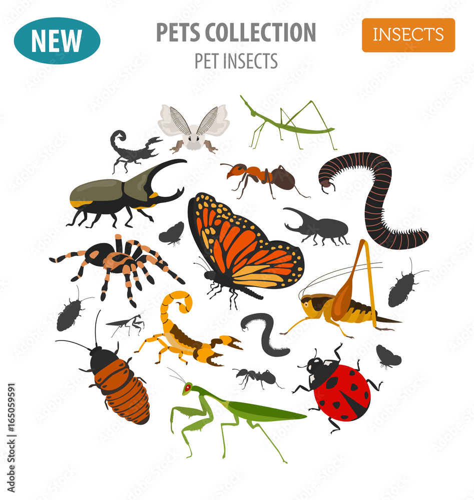 Pet insects breeds icon set flat style isolated on white. House keeping ...