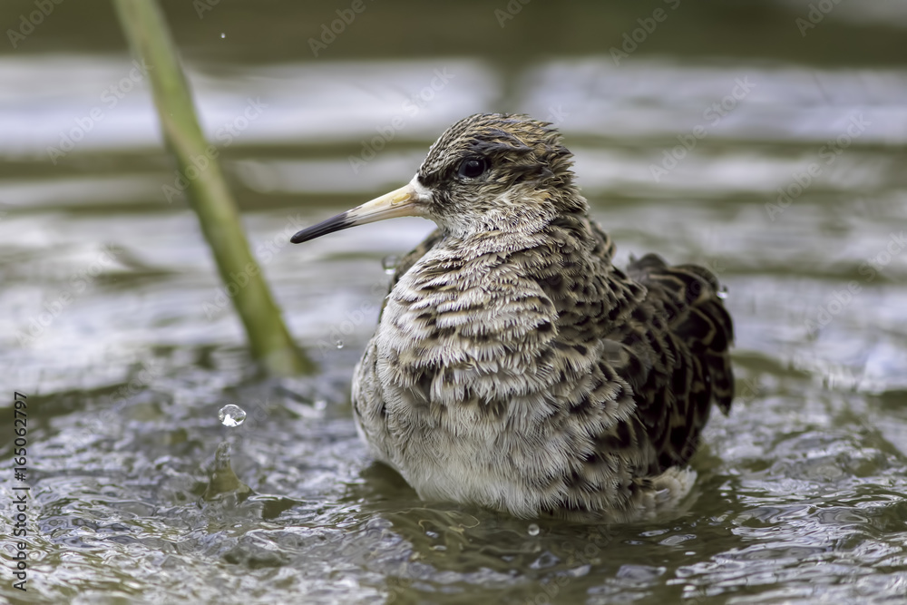Female ruff (reeve) or male with mimic plumage. Animal mating strategy ...