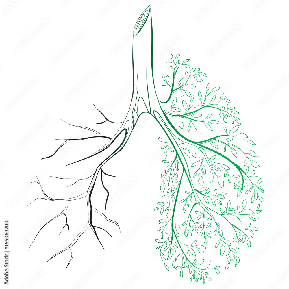 Human lungs. respiratory system. Healthy lungs. Light in the form of a ...