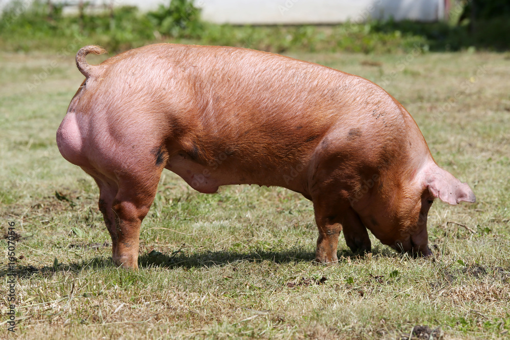 Beautiful young domestic pig breeding on animal farm Stock Photo ...