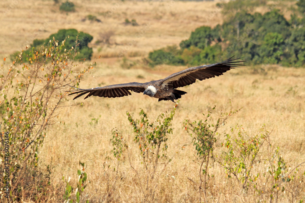 Photo & Art Print Swooping Vulture, Steve