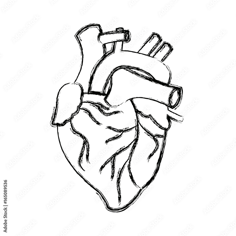 human heart medical anatomical artery Stock Vector | Adobe Stock