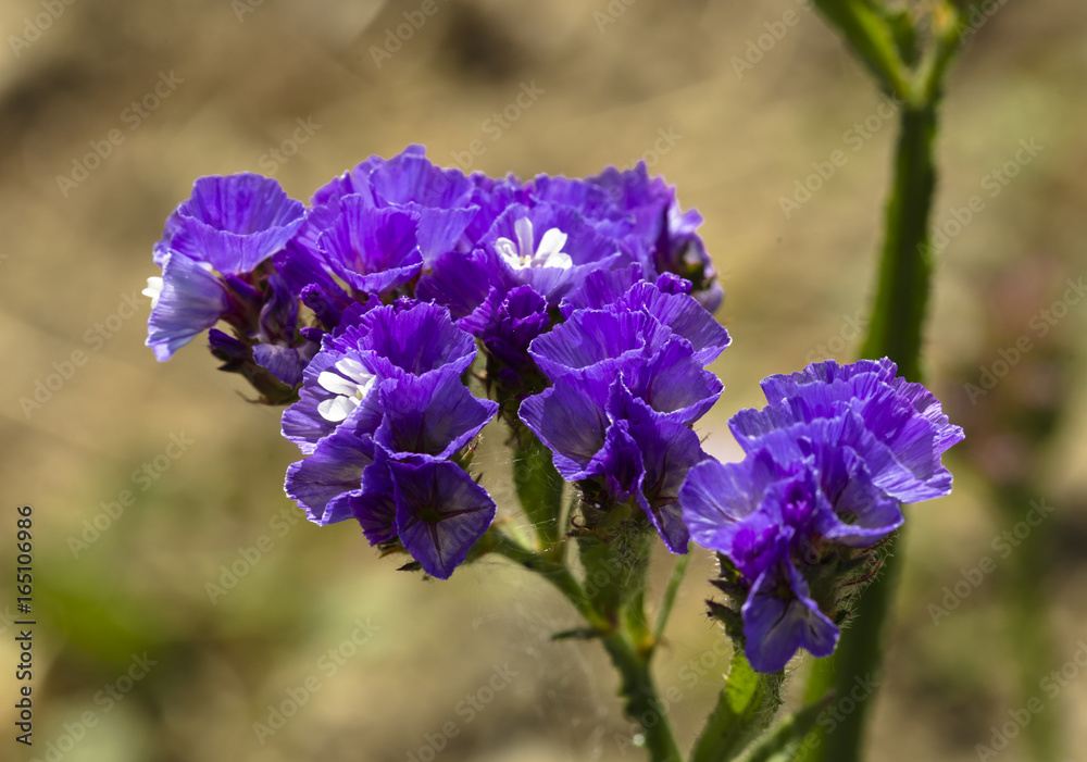 Limonium Sinuatum