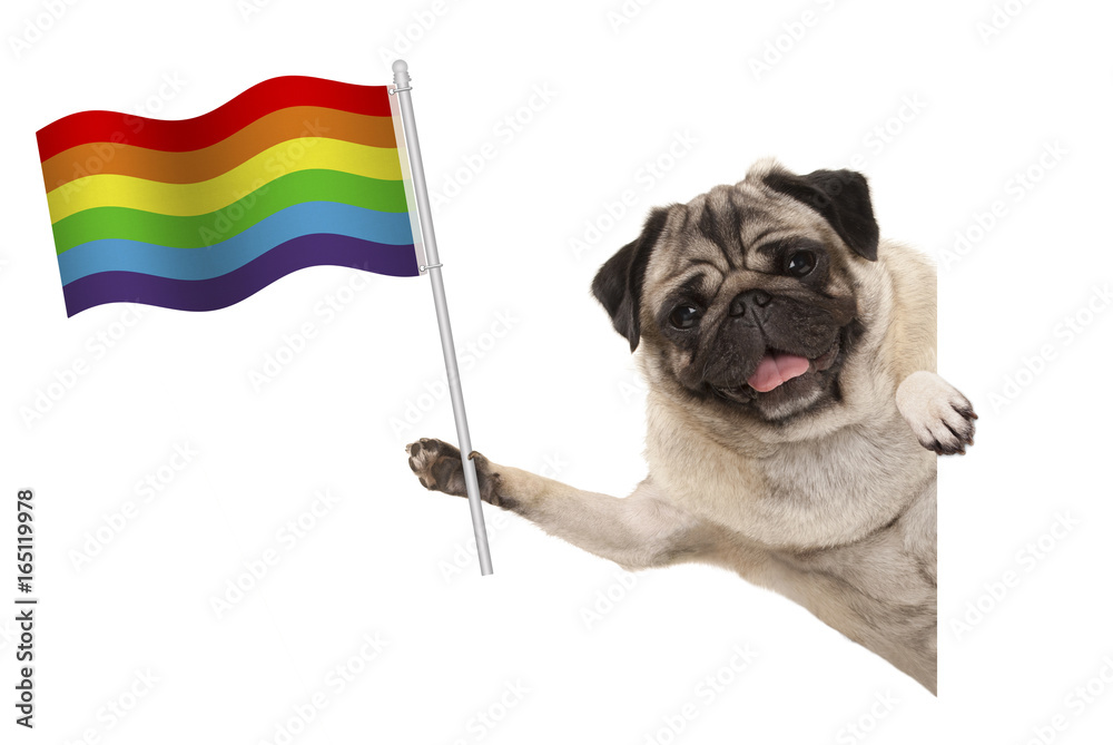 smiling pug puppy dog holding up rainbow flag, behind white banner ...