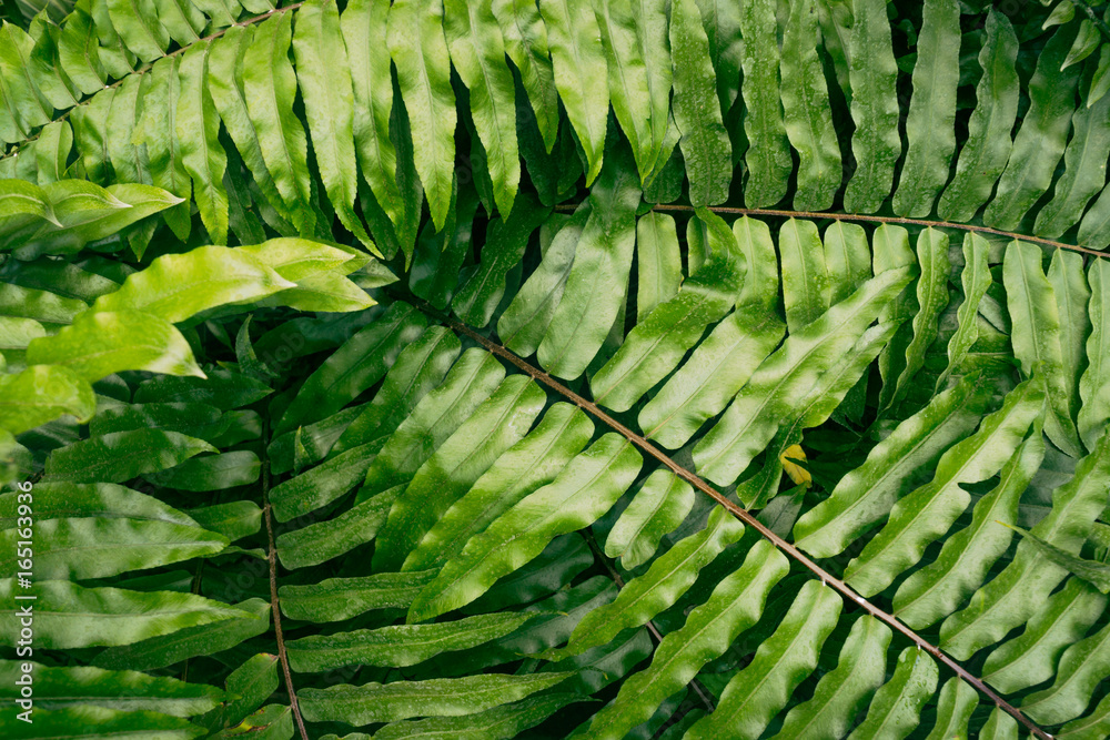 Fern background Stock Photo | Adobe Stock