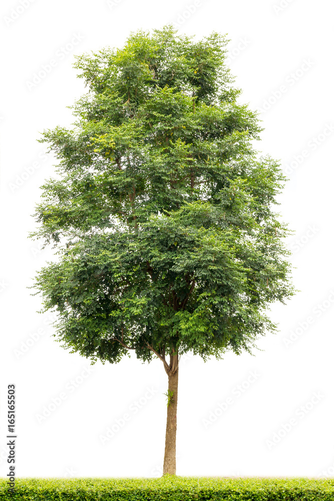 Indian cork tree (Millingtonia hortensis) isolated on white background ...