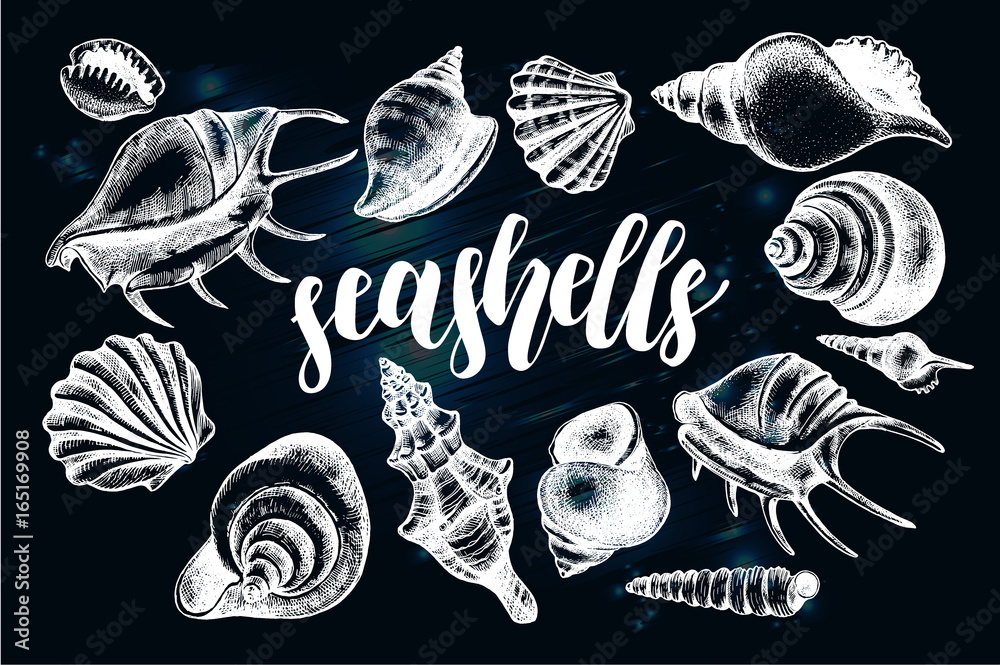 Poster Ink hand drawn set of different types mollusk sea shells – Wall ...