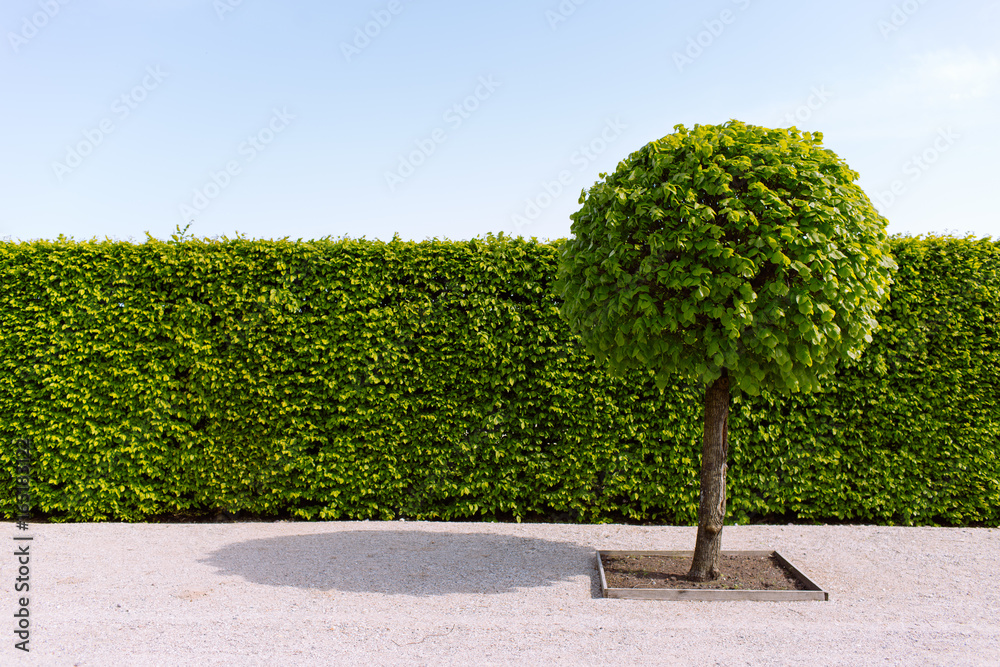 grass wall pattern background Stock Photo | Adobe Stock